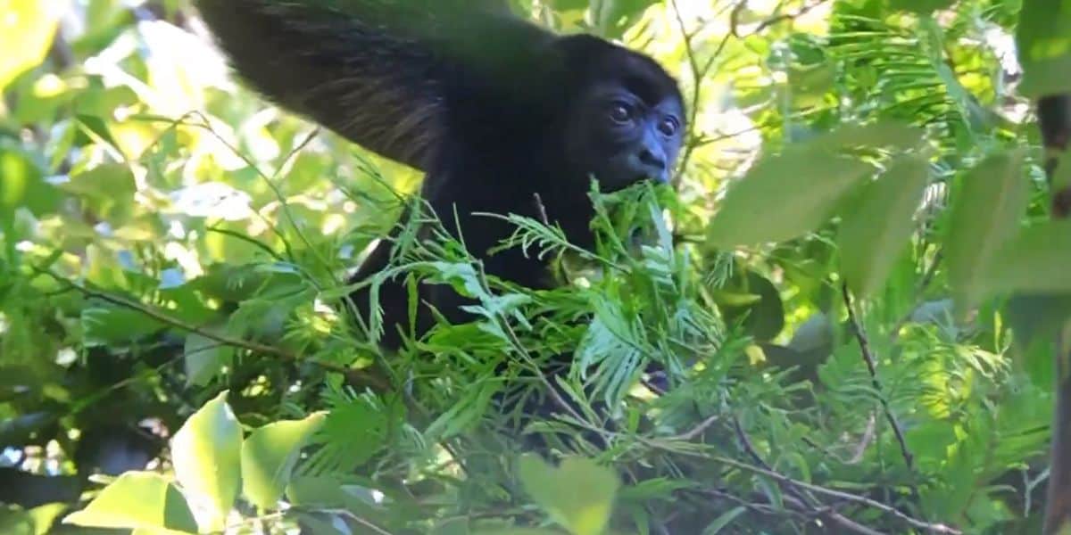 Are There Monkeys in Mexico? Yes! 6 Types to be Found - The Nomad Hive