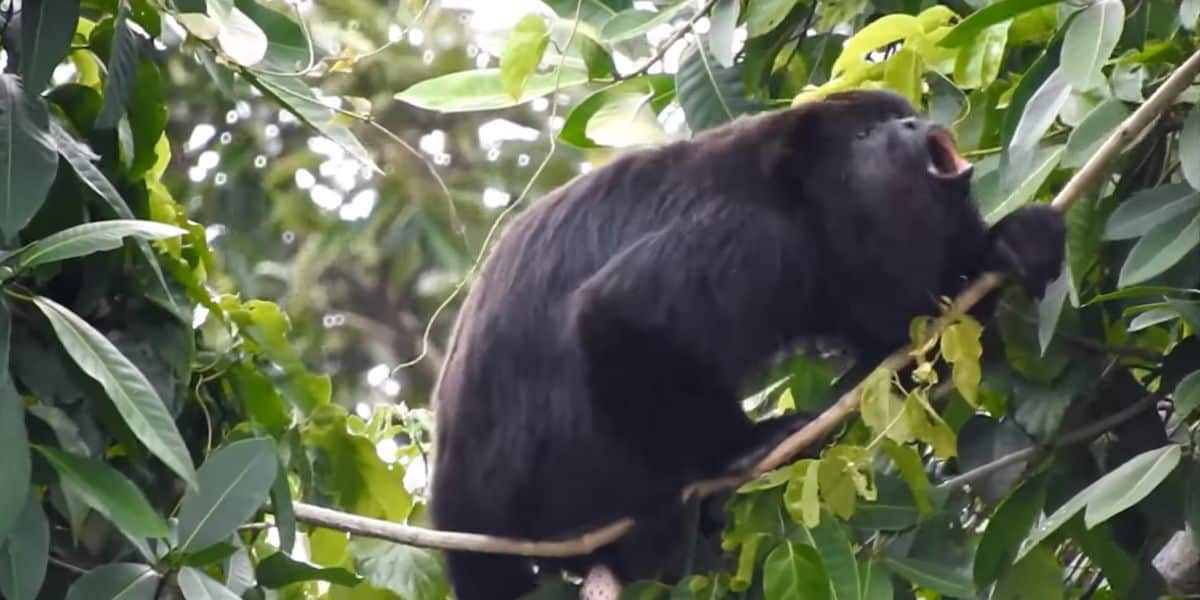 Are There Monkeys in Mexico? Yes! 6 Types to be Found - The Nomad Hive